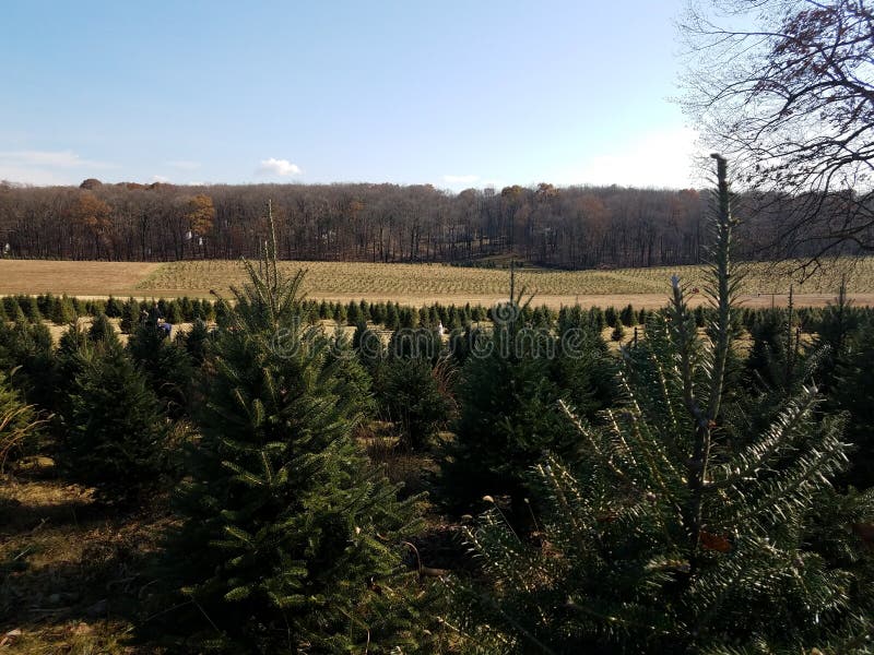Rows of Green Pine Christmas Trees at Farm Stock Photo - Image of farm ...