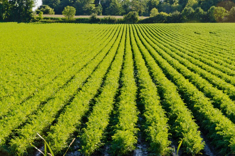 Rows on green plant stock image. Image of canada, landscape - 99782493