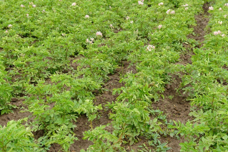 Potato tops stock image. Image of thicket, plant, dense - 15919577
