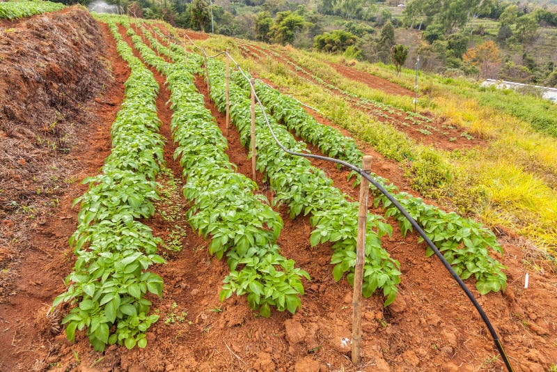 Rows of green seedlings stock photo. Image of food, farmland - 67309980