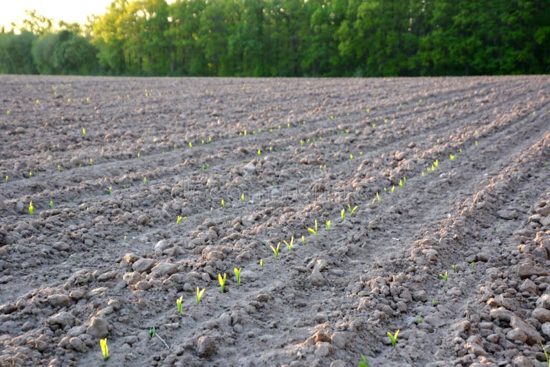 Rows of Green Seedlings Sprout in the Arable Field in Perspective Stock ...