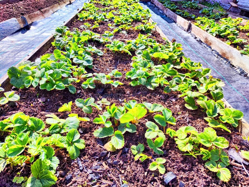 Rows of Green Strawberry Plants Growing in a Raised Garden Bed Stock ...