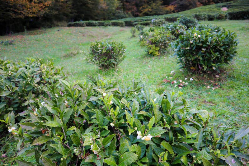 Rows of Green Tea Bushes in a Mountain Plantation Autumn View Stock ...