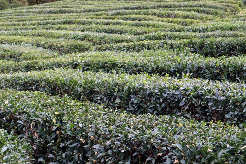 Rows of Green Tea Bushes on a Plantation Stock Image - Image of grow ...