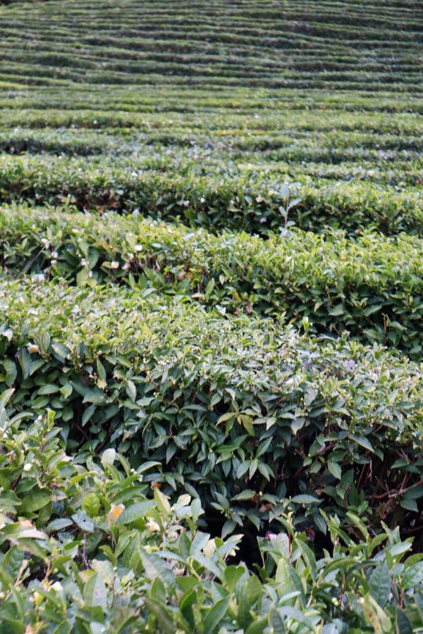 Rows of Green Tea Bushes on a Plantation Stock Image - Image of ...