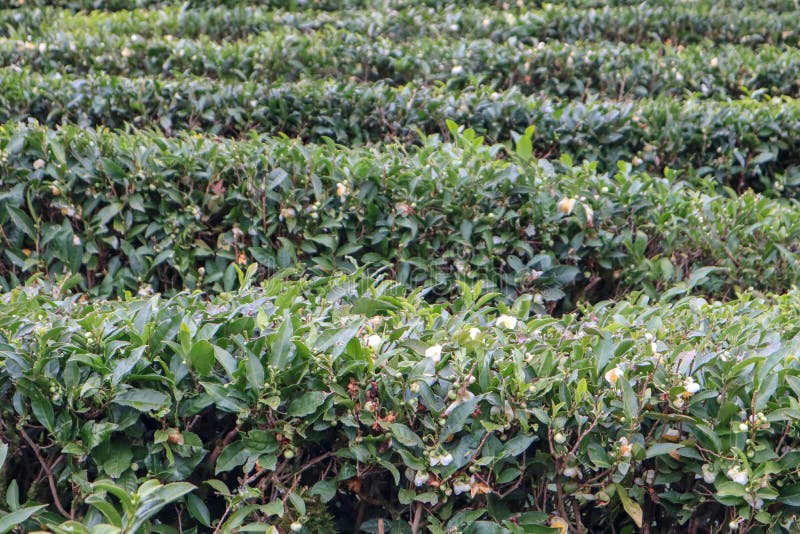 Rows of Green Tea Bushes on a Plantation Stock Photo - Image of field ...