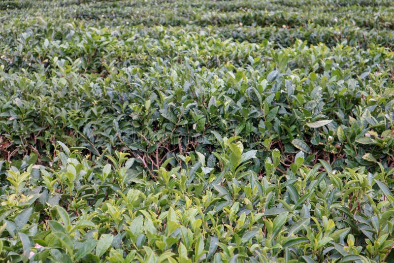 Rows of Green Tea Bushes on a Plantation Stock Photo - Image of land ...