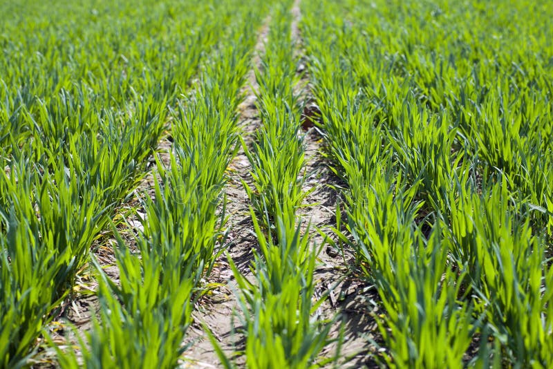 Rows with Green Wheat Sprouts Stock Image - Image of ground, light ...