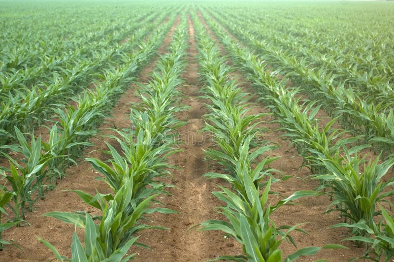 Rows of young corn plants stock image. Image of country - 30032665