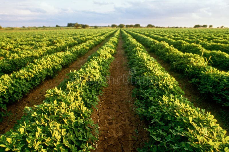 Rows of Groundnut Crops in Field in Gujarat, India Stock Photo - Image ...