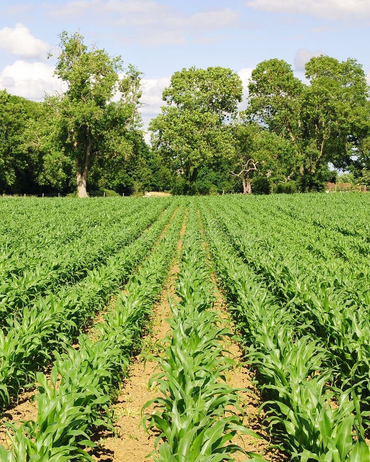 Rows of Growing Agricultural Crops Stock Photo - Image of countryside ...