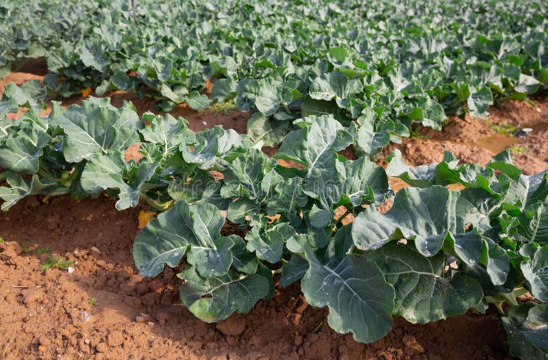 Rows of Growing Broccoli on Field Stock Photo - Image of vegetarian ...