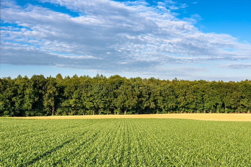 Rows of Growing Maize Plants Leading To the Wood Stock Photo - Image of ...