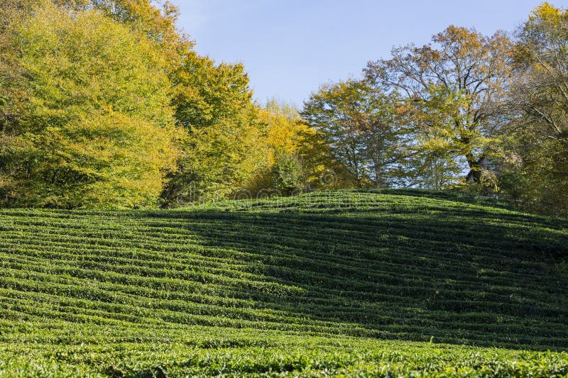 Rows of Growing Tea on a Tea Plantation, Selective Focus Stock Photo ...