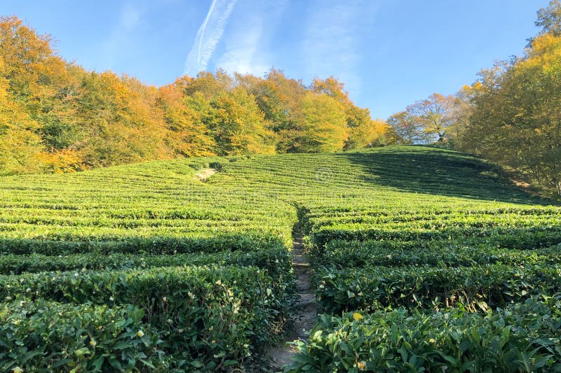 Rows of Growing Tea on a Tea Plantation, Selective Focus Stock Image ...