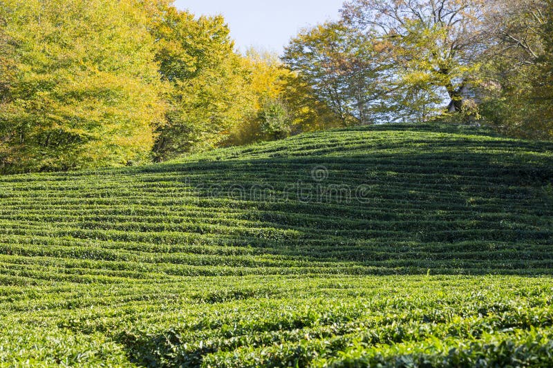 Rows of Growing Tea on a Tea Plantation, Selective Focus Stock Photo ...