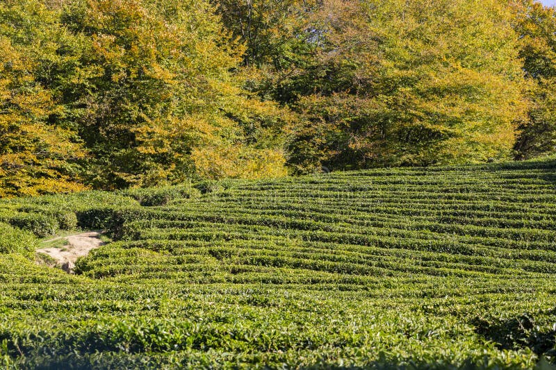 Rows of Growing Tea on a Tea Plantation, Selective Focus Stock Image ...