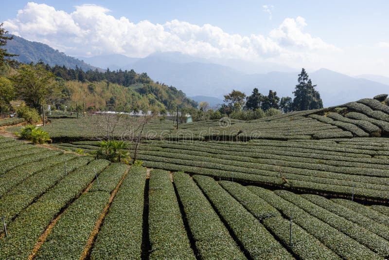 Rows of Growing Tea Tree for Tea Stock Image - Image of taiwan ...