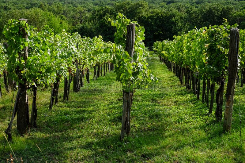 Grapes in spring stock photo. Image of nature, greenery - 780582