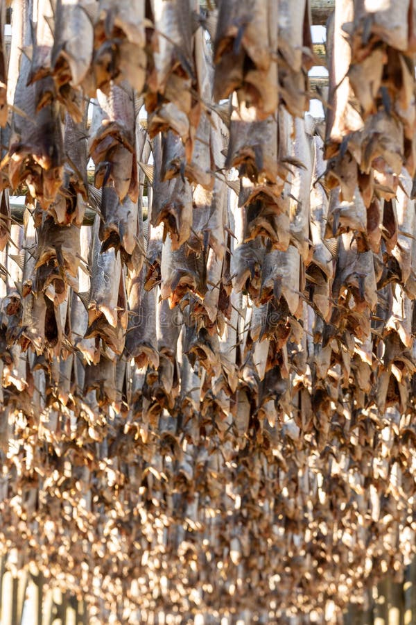 Stock Fish Drying in Cold Artic Winter Wind in Lofoten Archipelago. Cod ...