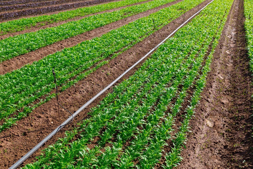 Rows of Harvest of Arugula on Farm Field Stock Image - Image of work ...