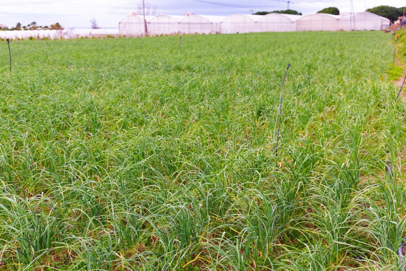 Rows of Harvest of Garlic on Farm Field Stock Photo - Image of farmland ...