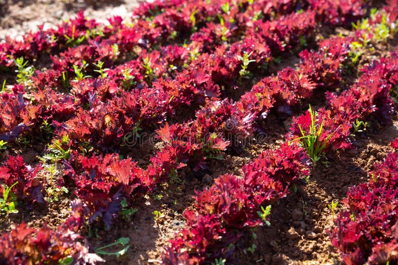 Rows of Harvest of Red Lettuce on the Field Stock Photo - Image of ...