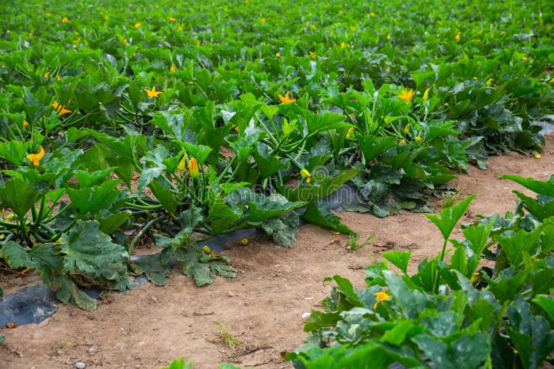 Rows of Harvest of Ripe Zucchini on the Field Stock Image - Image of ...