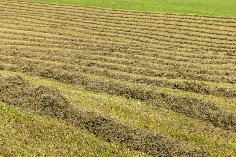 Rows of Hay Drying on Meadow Stock Photo - Image of grass, field: 80168570
