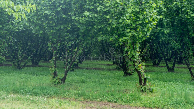 Rows of Hazelnut Plantation in Samegrelo Region. Georgia Stock Photo ...