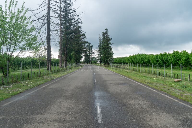 Rows of Hazelnut Plantation in Samegrelo Region. Georgia Stock Image ...
