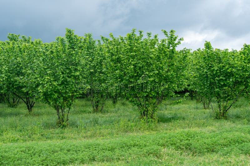 Rows of Hazelnut Plantation in Samegrelo Region. Georgia Stock Image ...