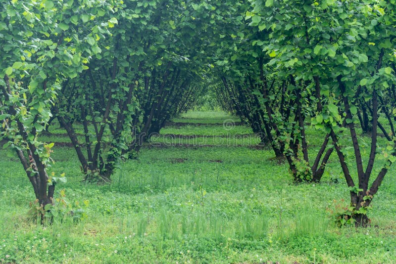 Rows of Hazelnut Plantation in Samegrelo Region. Georgia Stock Image ...