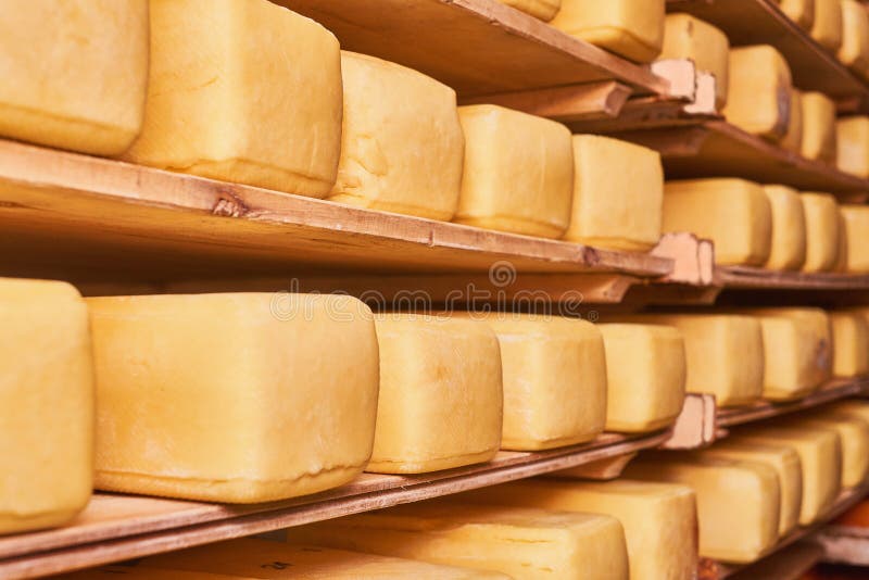 Cheese maturing in a dairy stock photo. Image of ripening - 65460784
