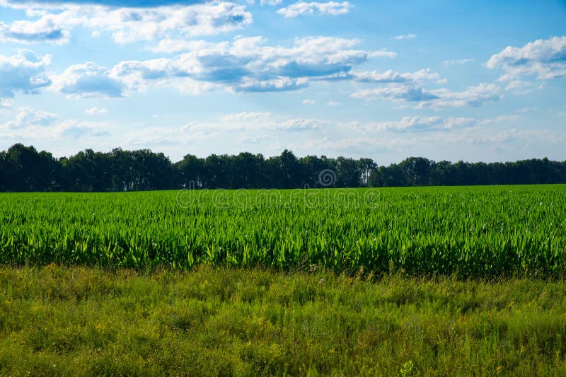 Rows of Healthy Green Corn Plants Under a Light Blue Sky Stock Image ...