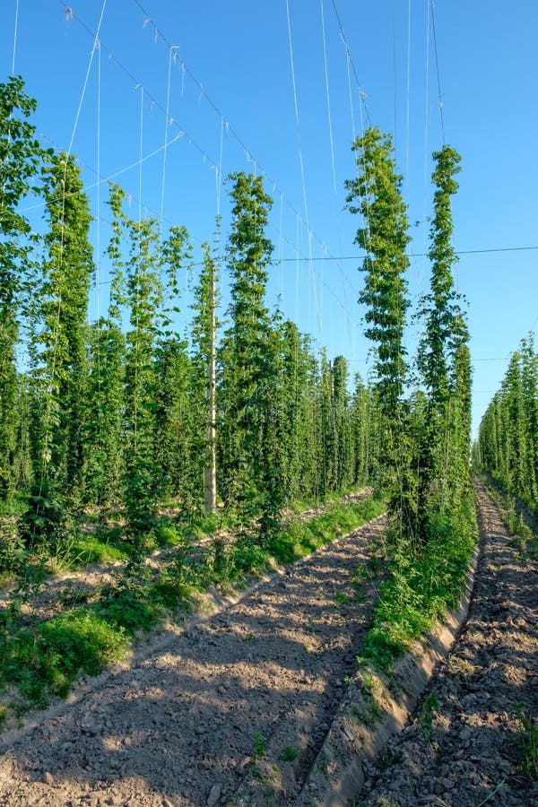 The Rows of Hop Plants on a Supported String or Wire for Stability ...
