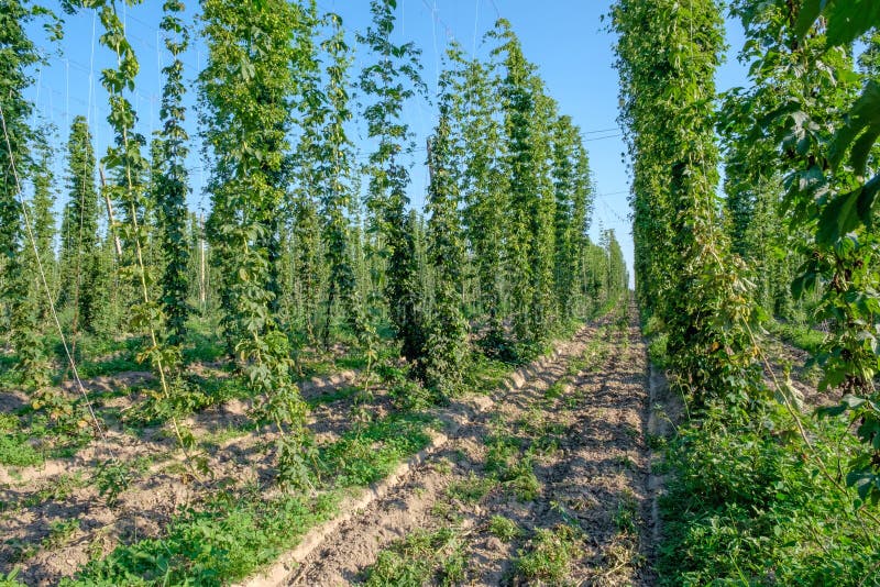 The Rows of Hop Plants on a Supported String Stock Photo - Image of ...