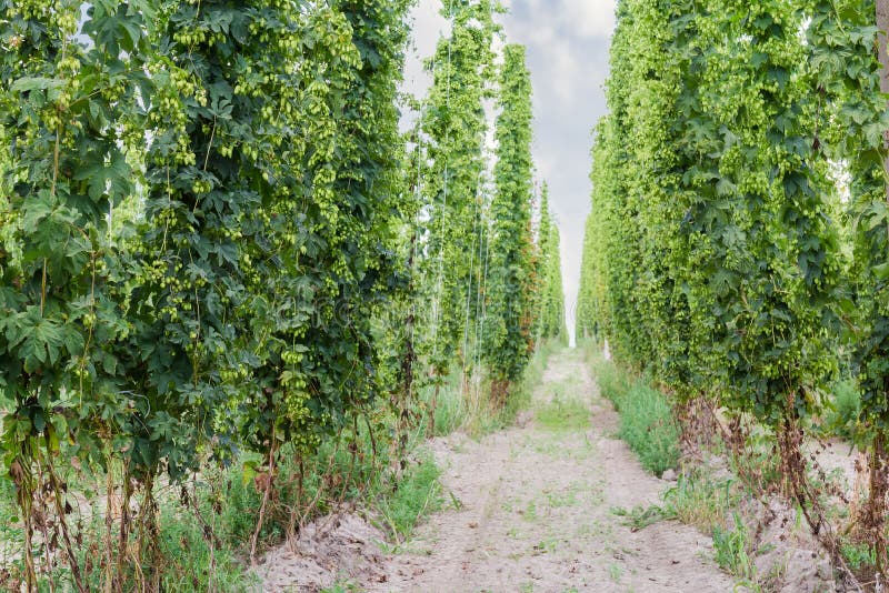 Rows of Hops with Cones in a Hop Yard Stock Photo - Image of outdoors ...