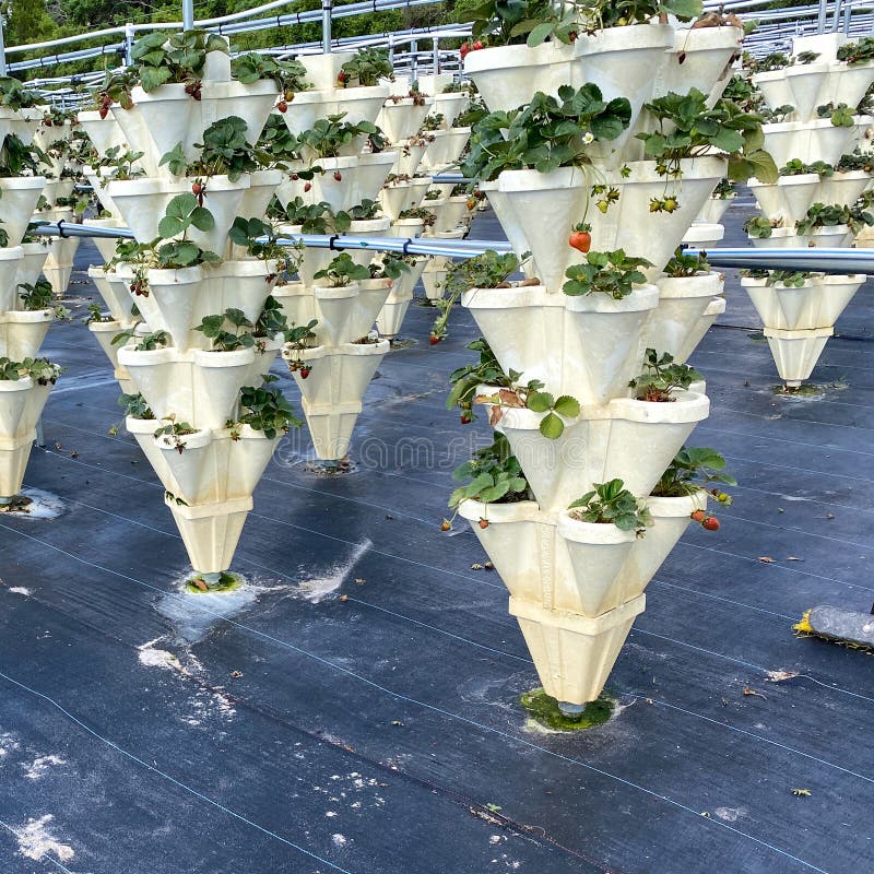 Rows of Hydroponic Containers Filled with Strawberry Plants Stock Photo ...