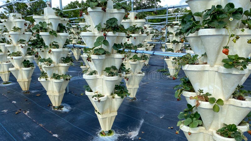 Rows of Hydroponic Containers Filled with Strawberry Plants Editorial ...