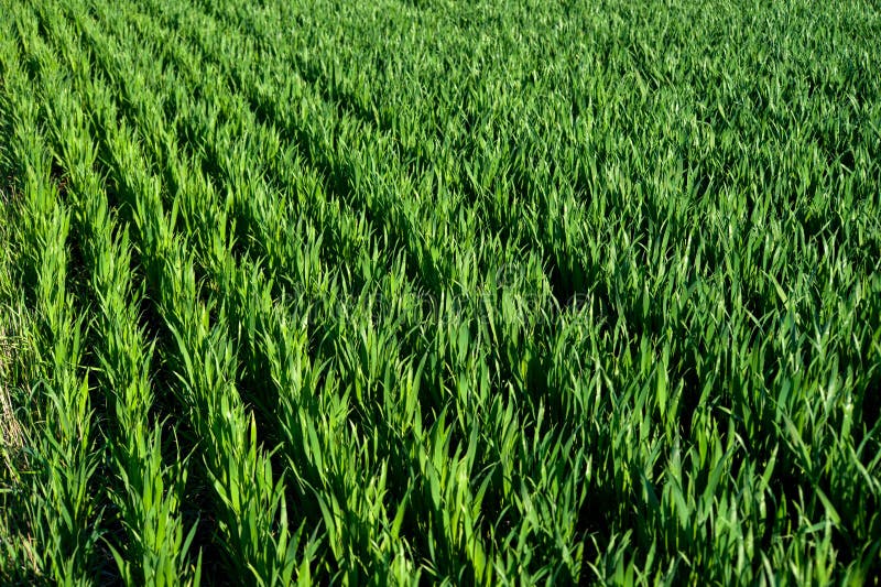 Illuminated by the Sun Green Shoots of Wheat, Vegetation, Field in ...