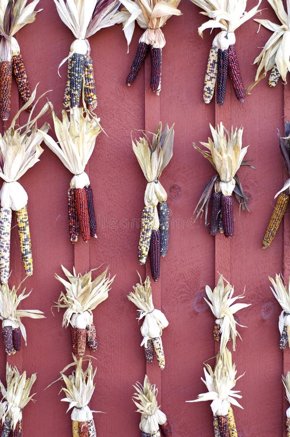 Corn rows stock photo. Image of growing, countryside, sprout - 2956210