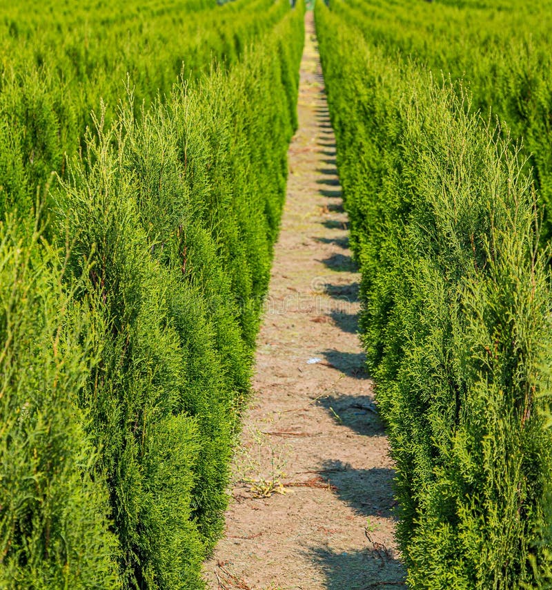 Rows of Juniper Vertical stock image. Image of outdoors - 159159513