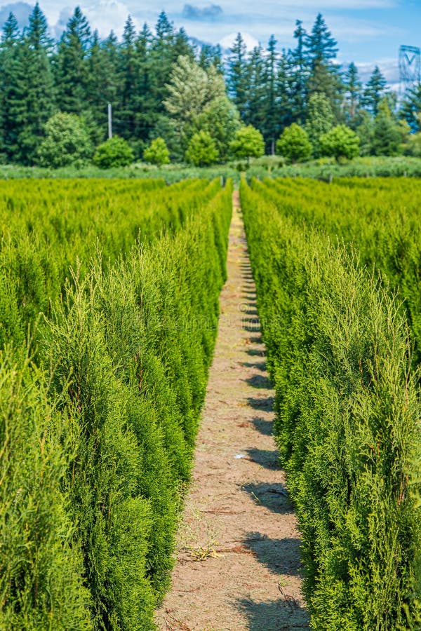 Rows of Juniper Vertical stock image. Image of farming - 159247689