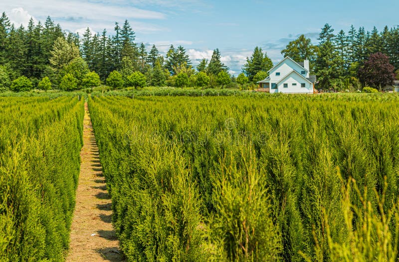 Rows of Junipers stock image. Image of outdoor, evergreen - 159350547