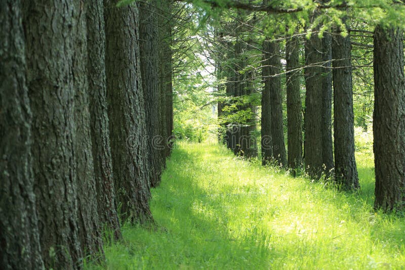 The Rows of Larches in the Forest Arboretum Stock Image - Image of july ...