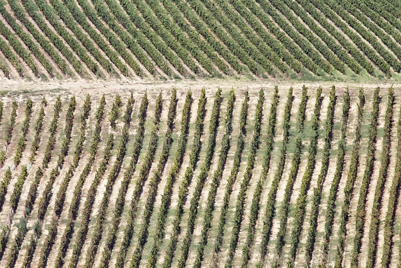 The Rows of a Large Vineyard Stock Image - Image of cultivation, summer ...