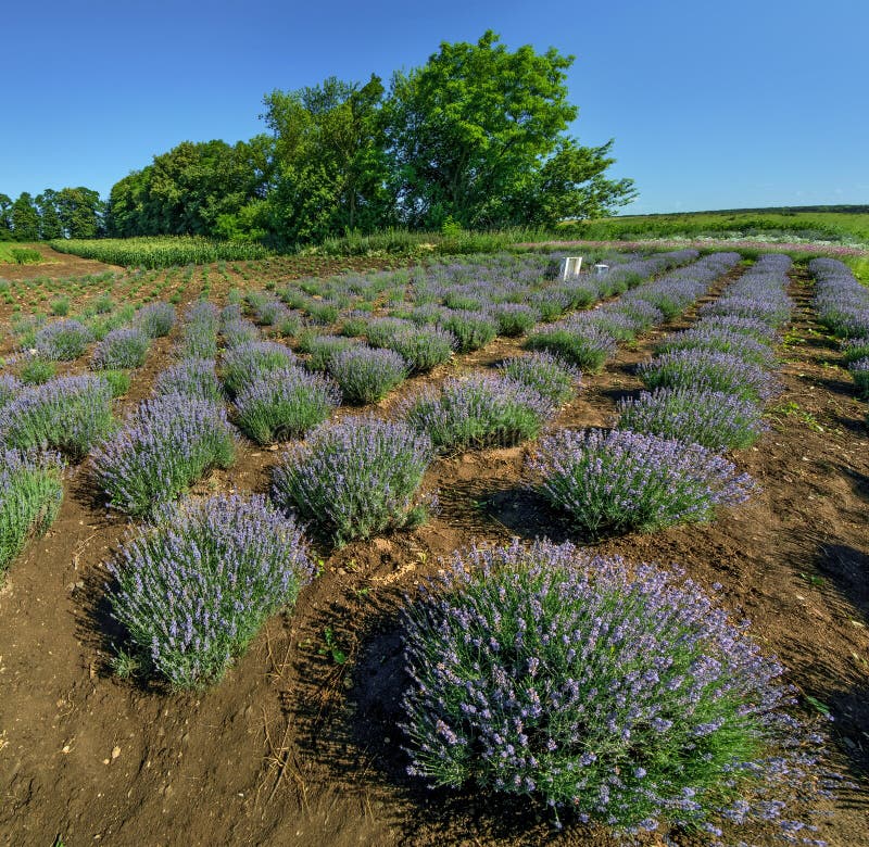 Lavender Bushes in a Garden, Top View Stock Image - Image of greenhouse ...