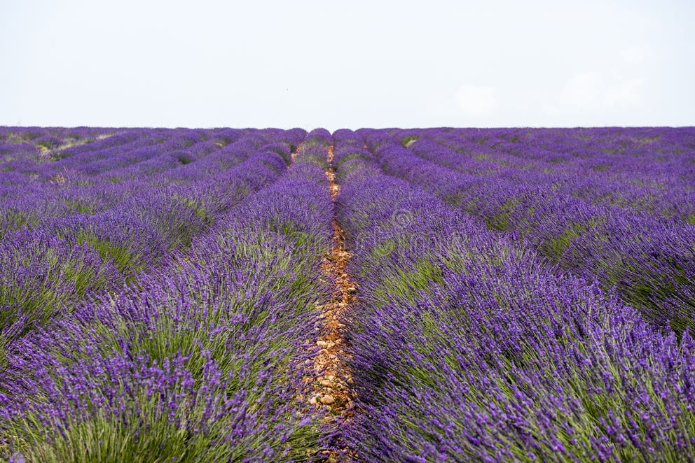 Rows of Lavender Bushes on Valensole Plateau Stock Photo - Image of bush, lines: 303632898