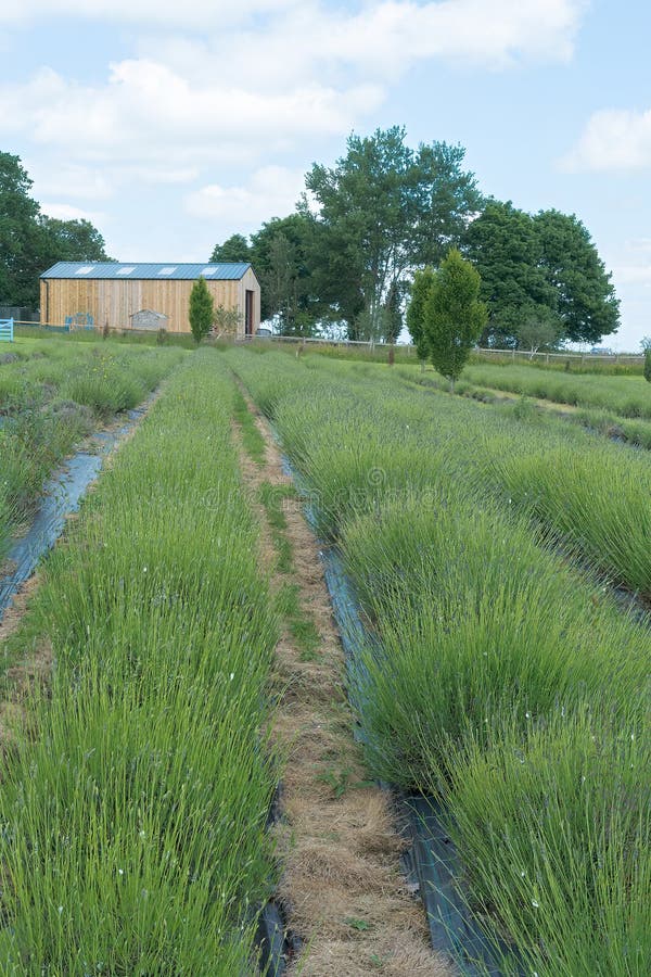 Lavender Fields in North Yorkshire England Stock Image - Image of ...